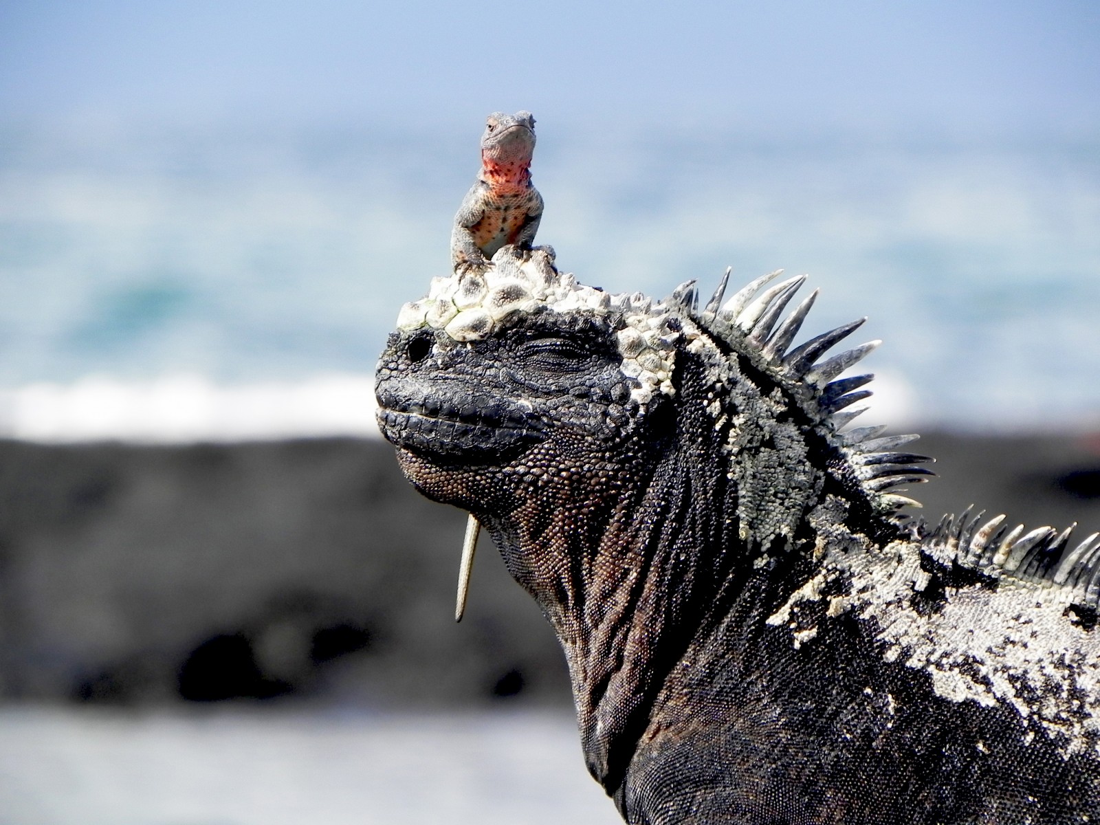 Son Histoire - Galapagos Croisieres